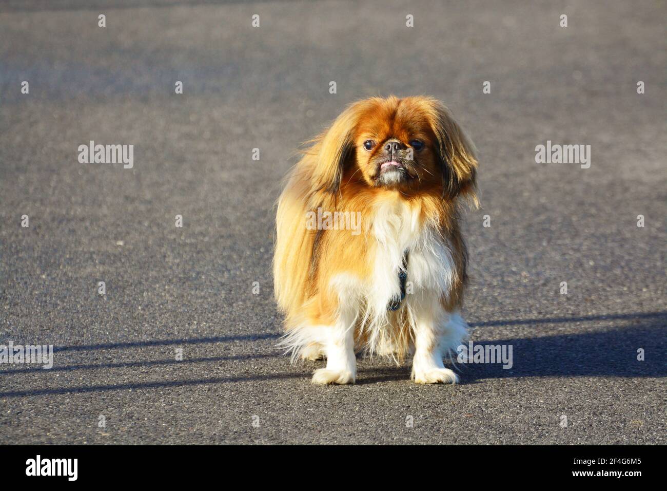 Pekingese colors hi-res stock photography and images - Alamy