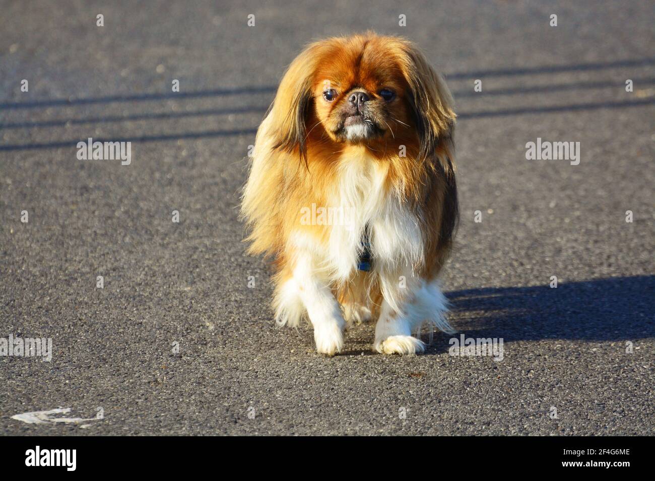 Pekingeses hi-res stock photography and images - Alamy