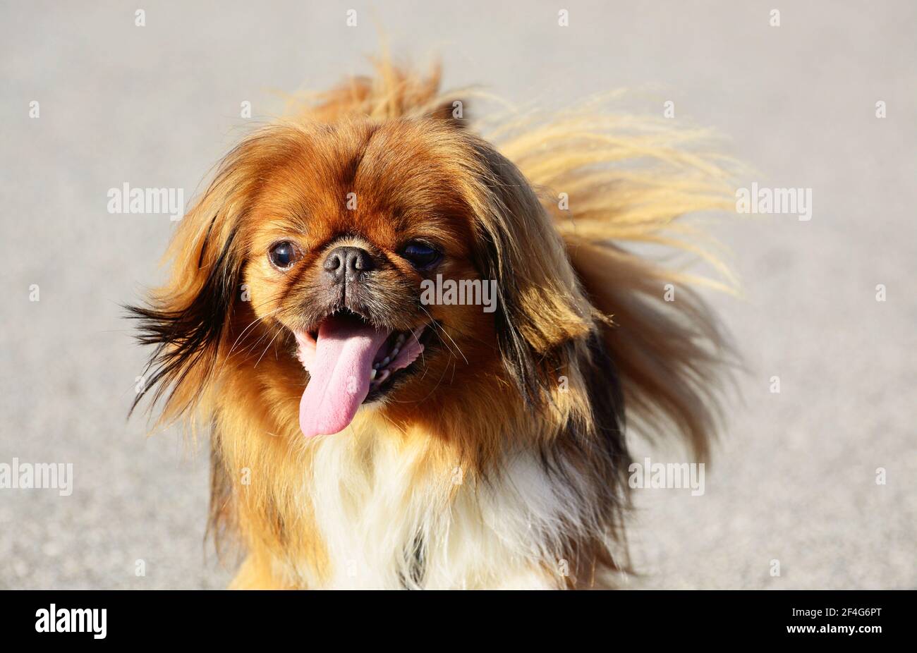 Pekingese colors hi-res stock photography and images - Alamy