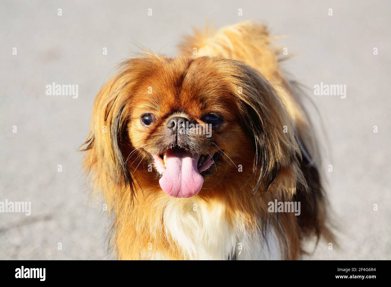 Pekingeses hi-res stock photography and images - Alamy