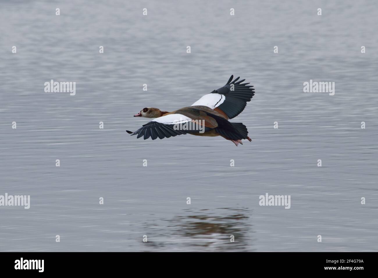 Goose in the river hi-res stock photography and images - Alamy