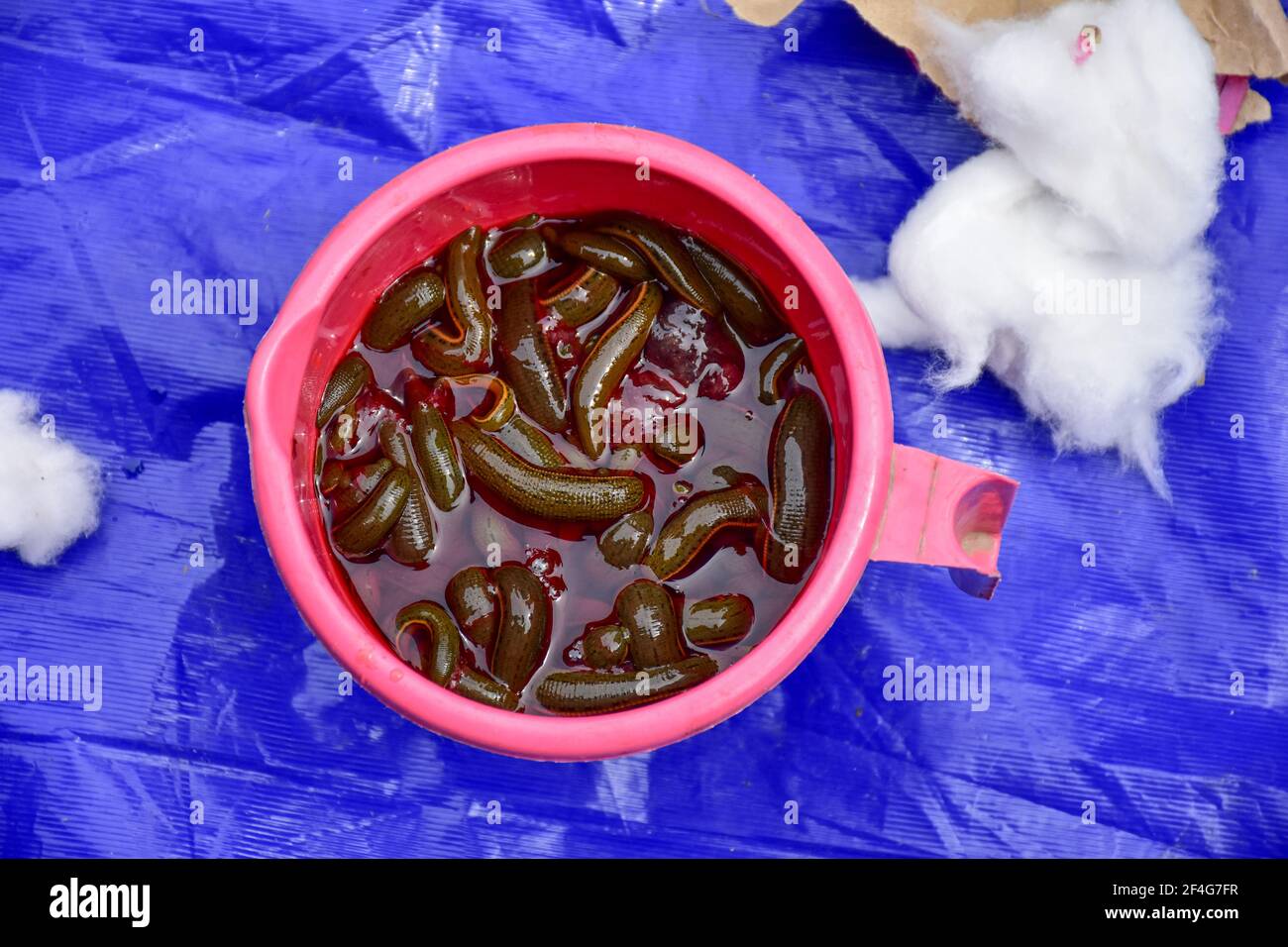 Srinagar, India. 21st Mar, 2021. Leeches are seen in a mug during a ...