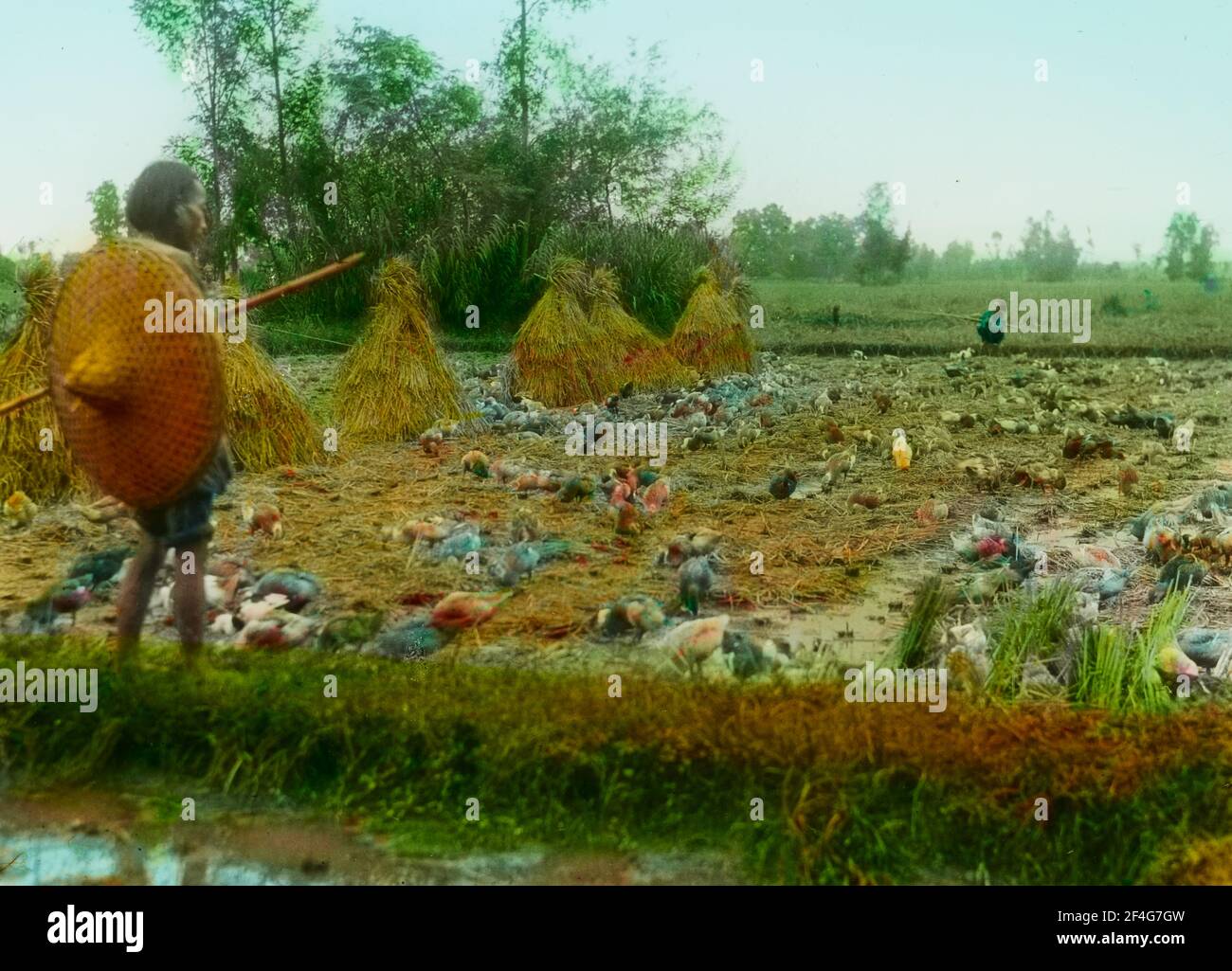 Hand-colored, Untitled lantern slide showing agricultural scene with ...