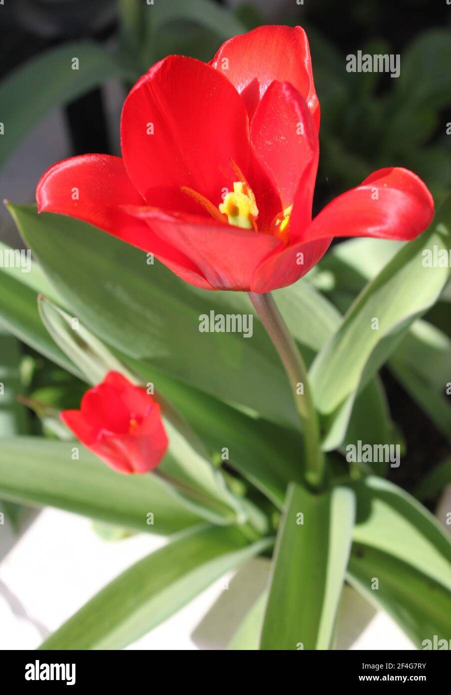 Dwarf Tulips High Resolution Stock Photography and Images - Alamy