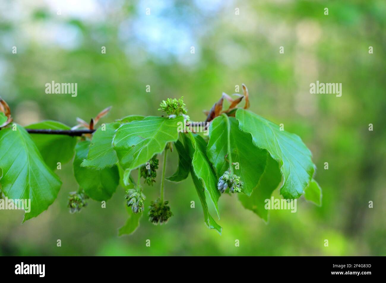 Hairy beech leaves hi-res stock photography and images - Alamy