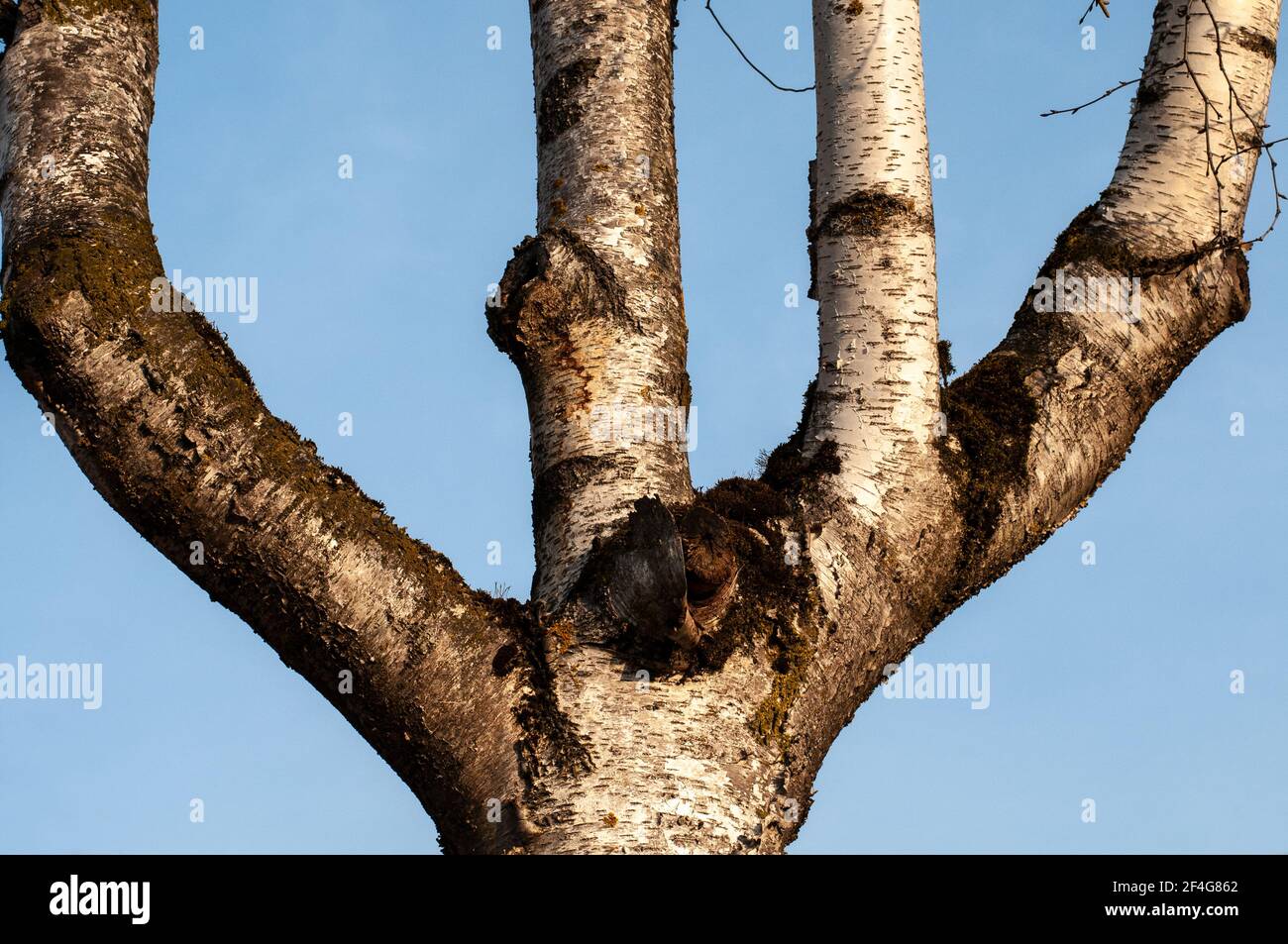 Dividing plant with fork hi-res stock photography and images - Alamy