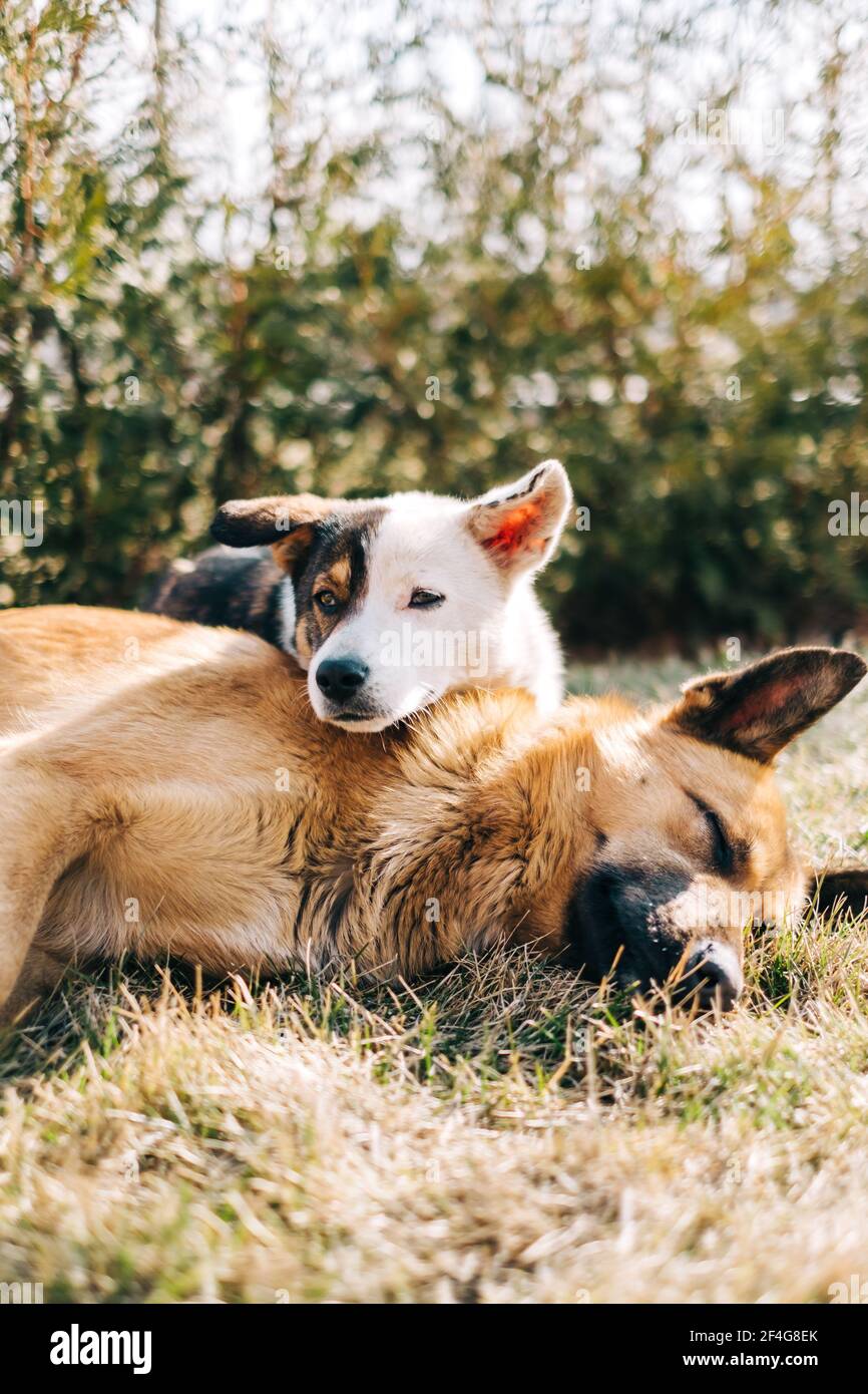 Street dogs hi-res stock photography and images - Alamy