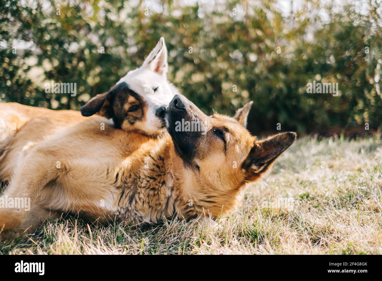 Portrait of two street dogs sitting side by side on the grass outdoor ...