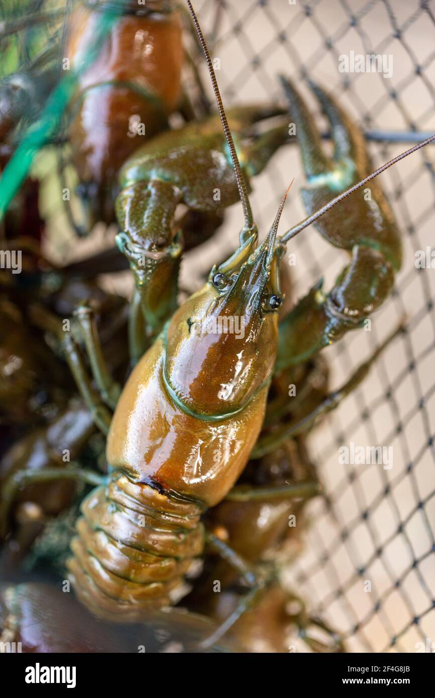 American signal crayfish in crayfishing trap net Stock Photo - Alamy