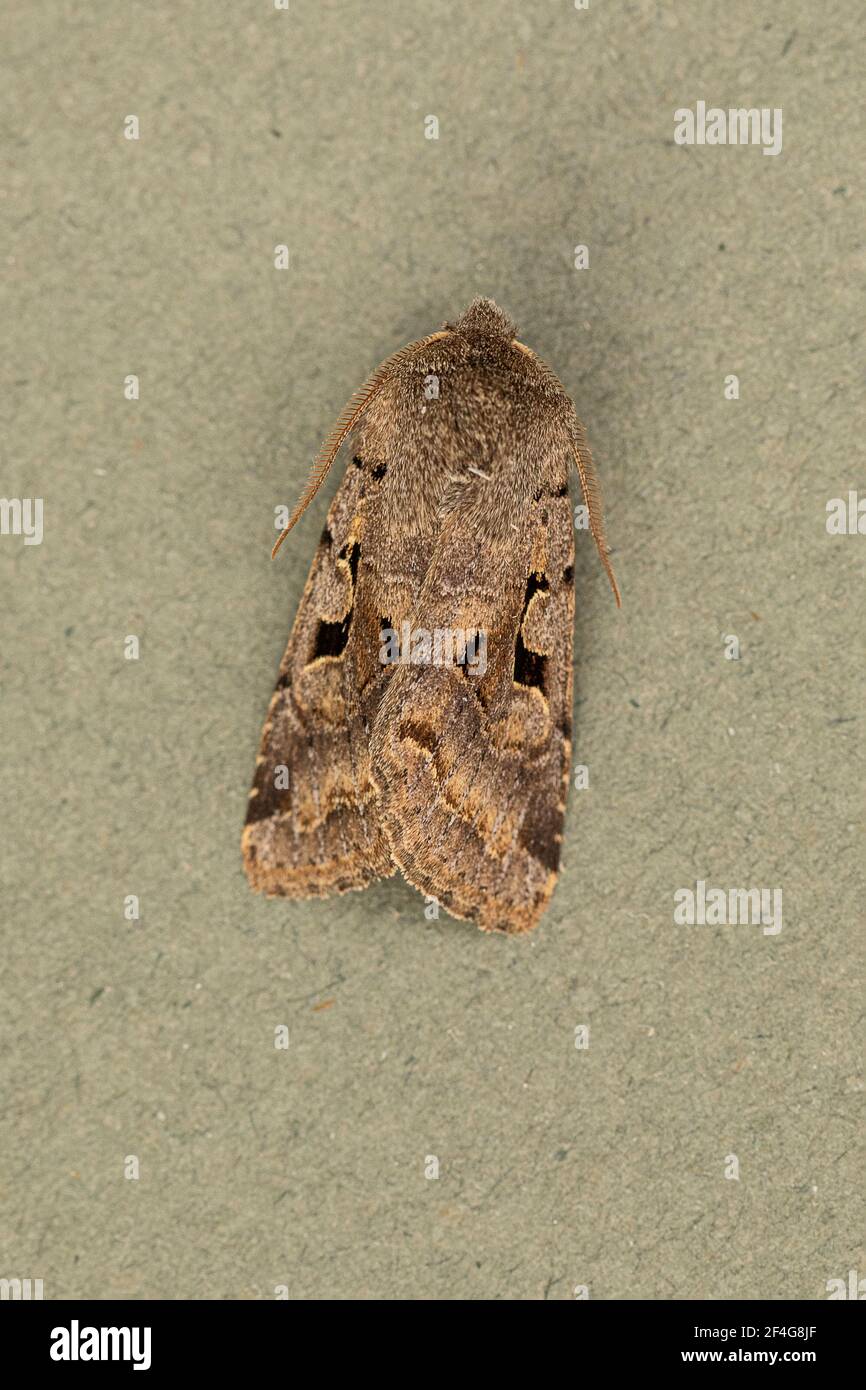 Hebrew Character Moth (Orthosia gothica Stock Photo - Alamy