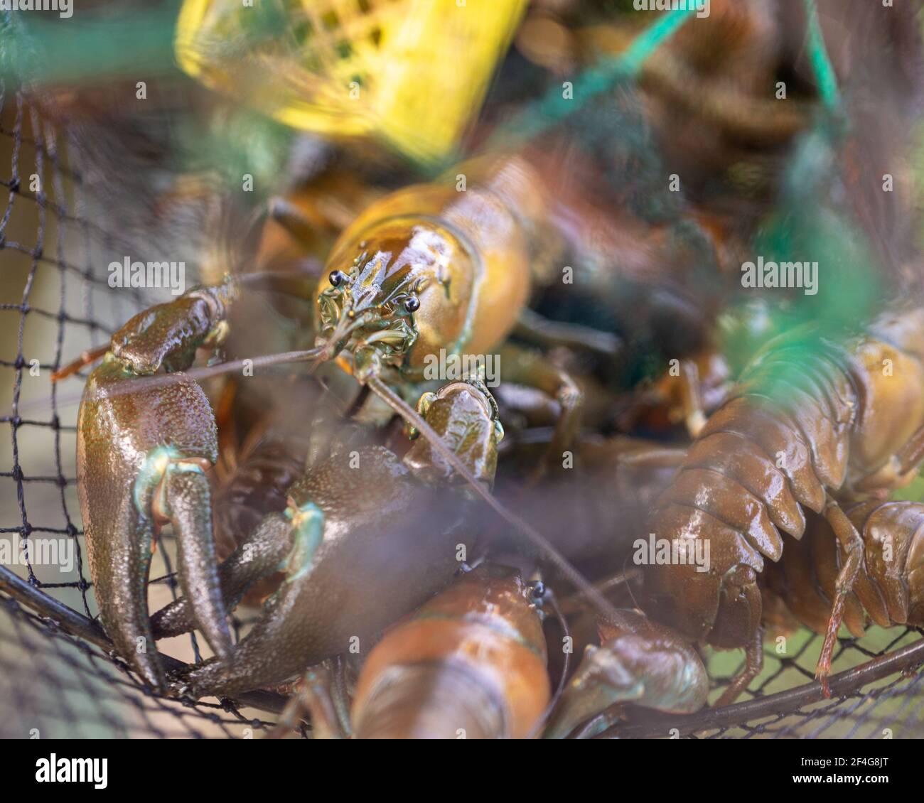 American signal crayfish in crayfishing trap net Stock Photo - Alamy