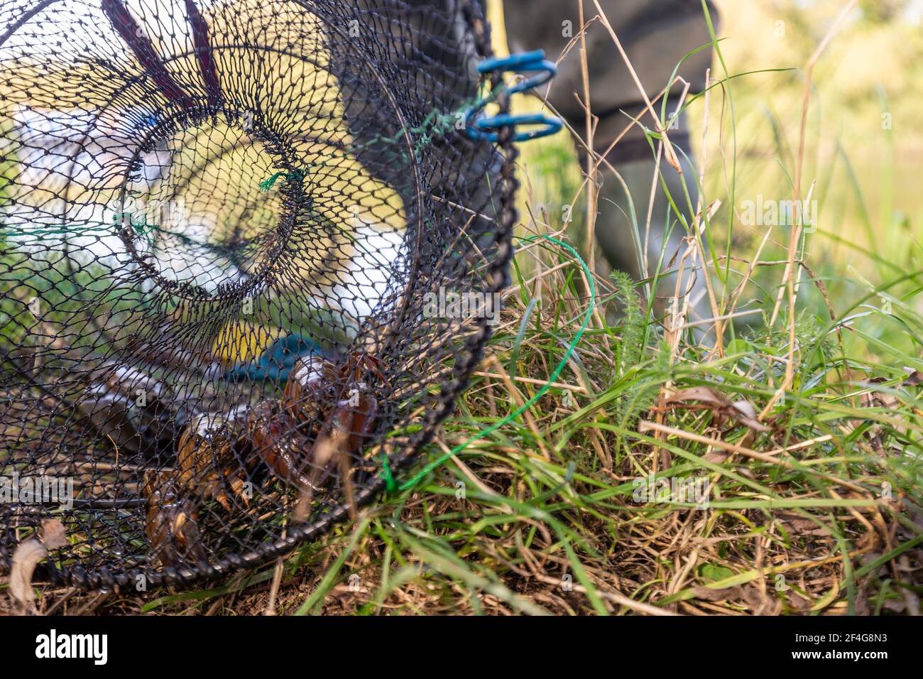 American signal crayfish in crayfishing trap net Stock Photo - Alamy