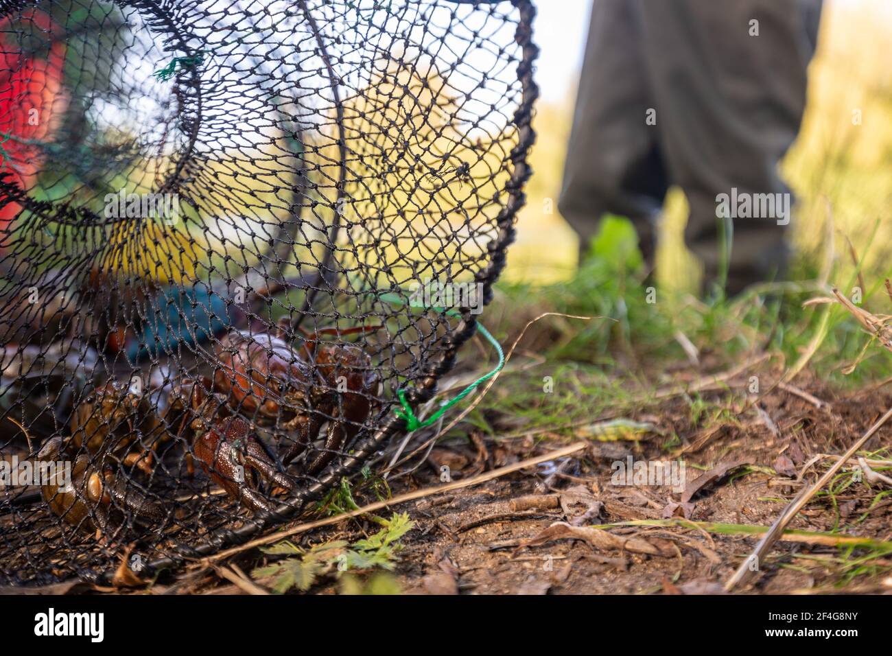 American signal crayfish in crayfishing trap net Stock Photo - Alamy