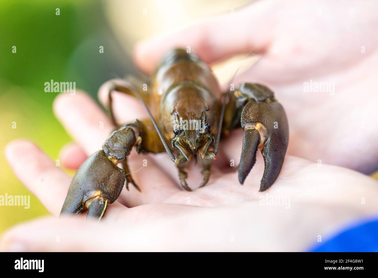 Invasive american signal crayfish hi-res stock photography and images ...