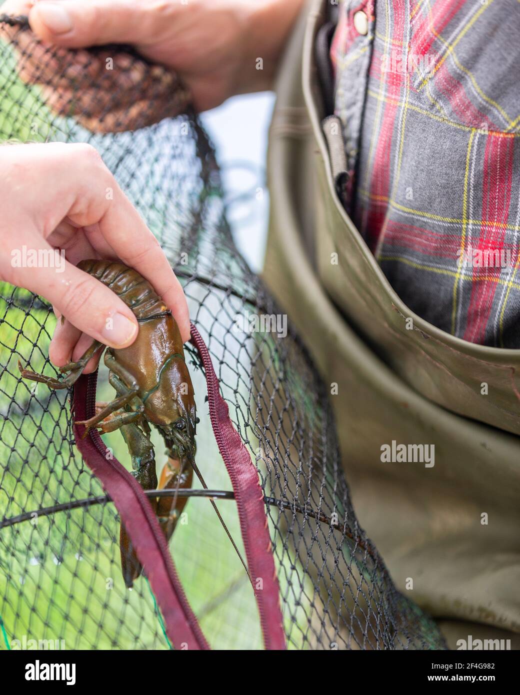 American signal crayfish in crayfishing trap net Stock Photo - Alamy