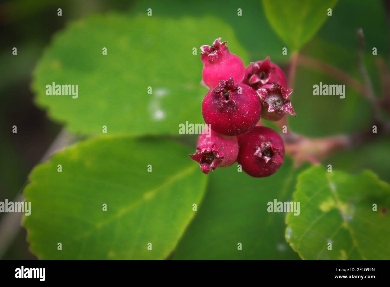 Saskatoon berries foliage hi-res stock photography and images - Alamy