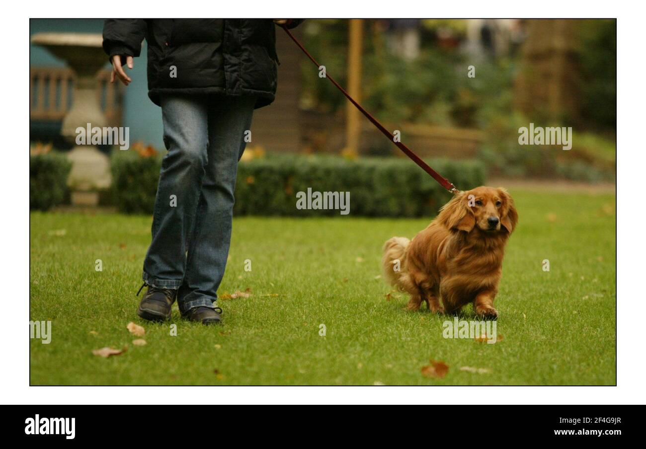 Preparing for the ring Rovi Kelner (dachshund) with handler Chamois ...