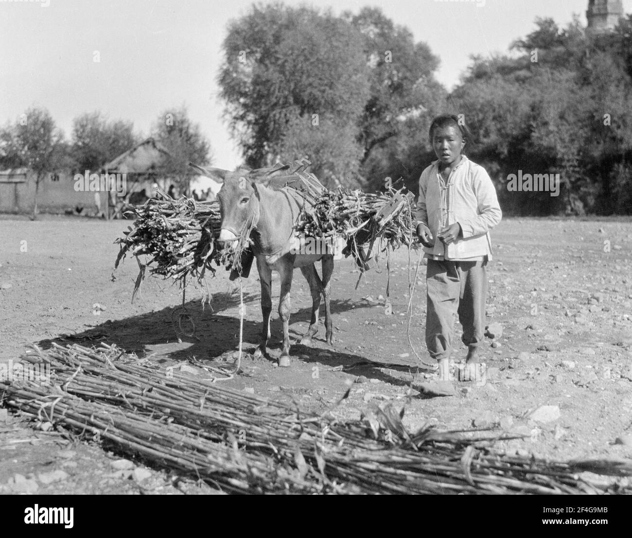 Gaoliang Black and White Stock Photos & Images - Alamy