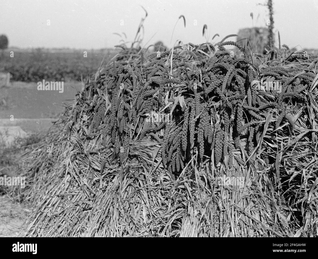Millet Plants, China, Ding Xian (China), Dingzhou Shi (China), Hebei ...