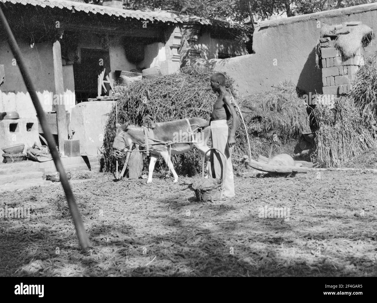 Threshing millet Black and White Stock Photos & Images - Alamy