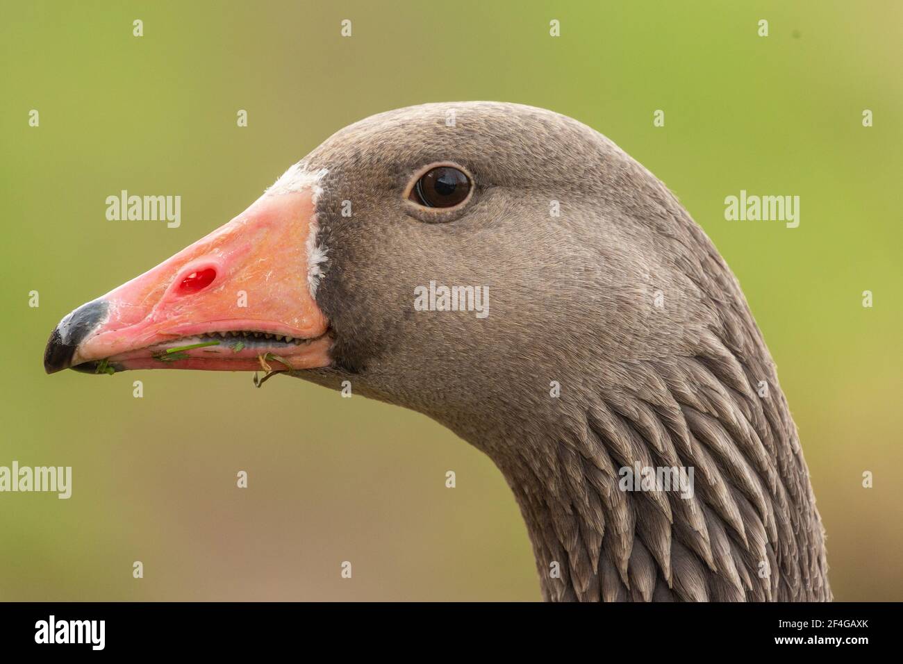 Female goose hi-res stock photography and images - Alamy