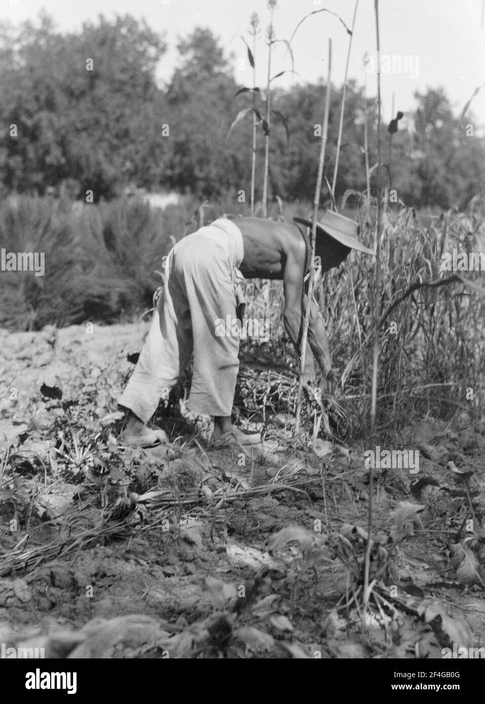 Harvesting millet Black and White Stock Photos & Images - Alamy