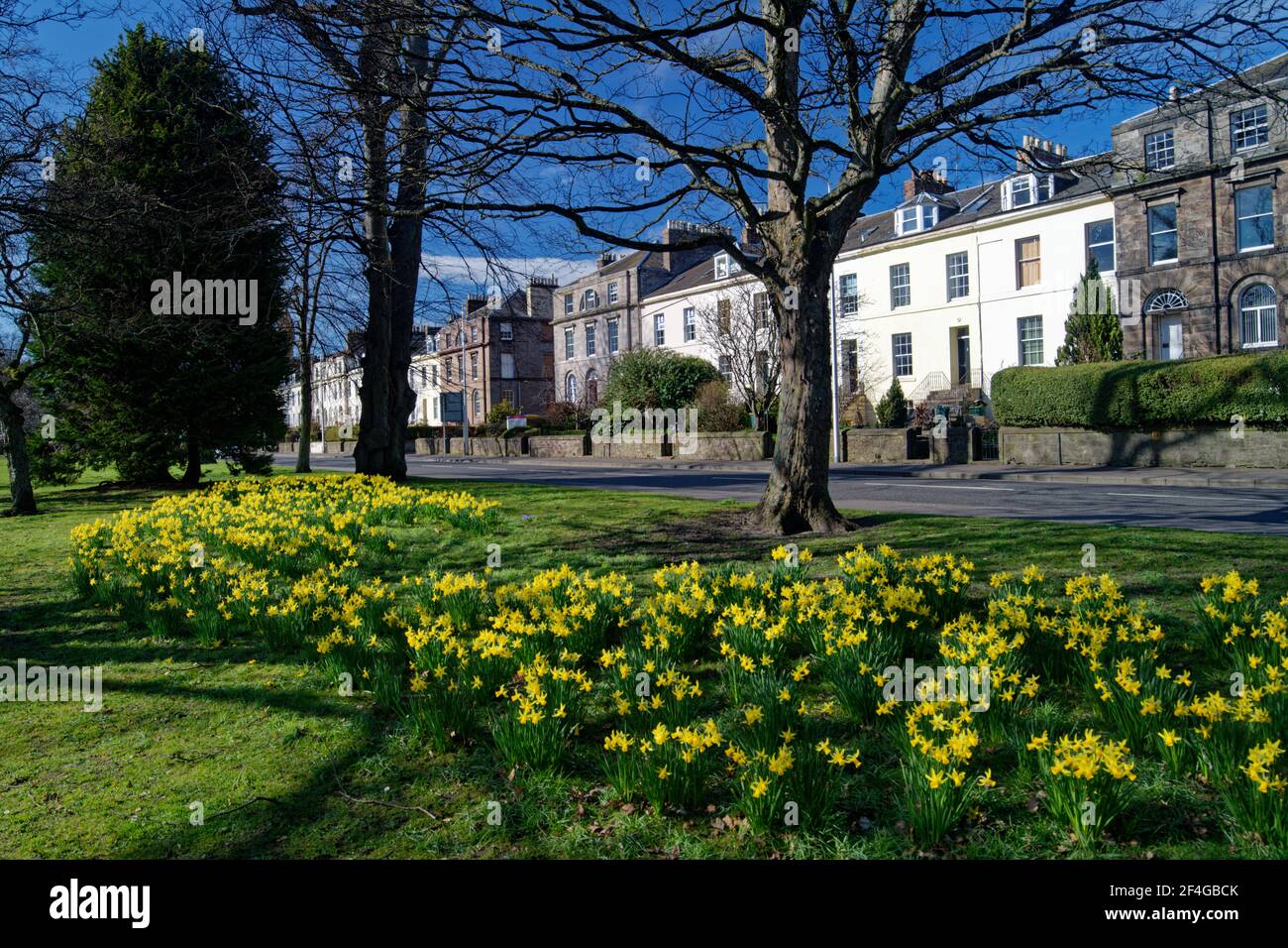 A display of daffodils, the South Inch Perth Scotland seen in spring ...