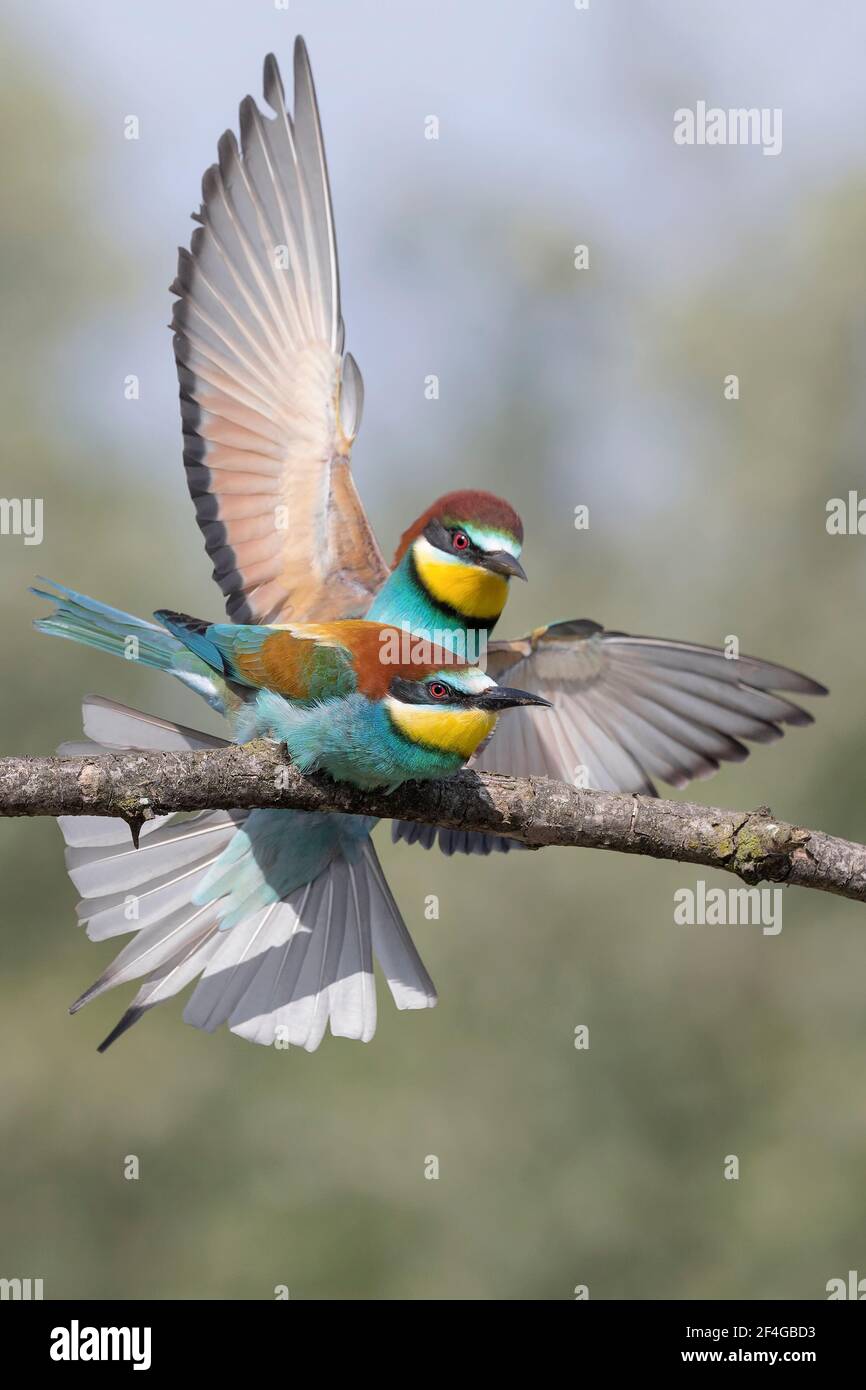 Male and female bee eaters hi-res stock photography and images - Alamy