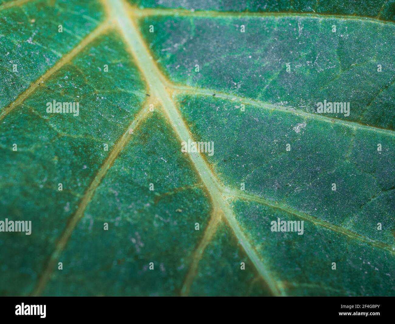 Leaf structures hi-res stock photography and images - Alamy