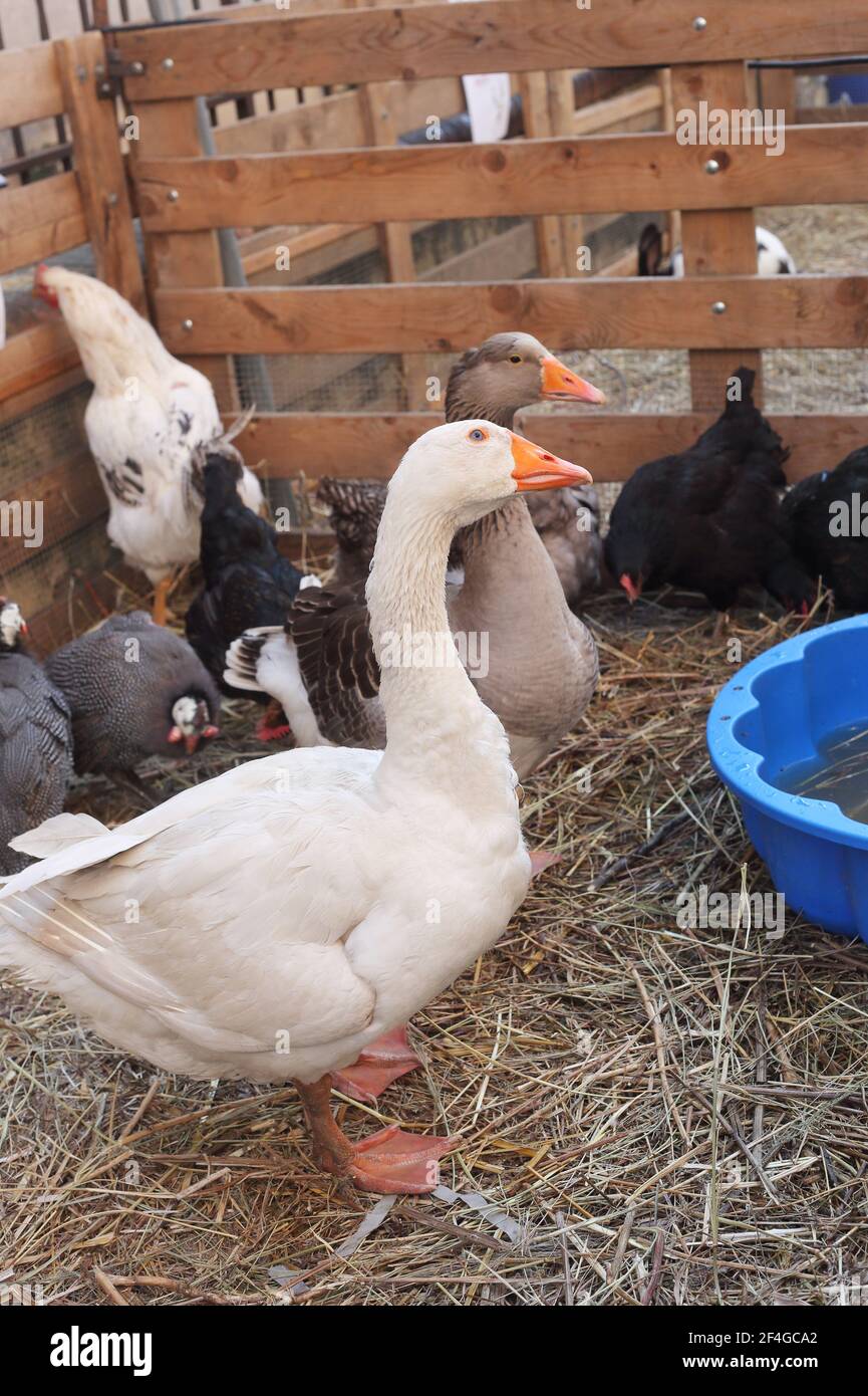 Domestic birds hi-res stock photography and images - Alamy