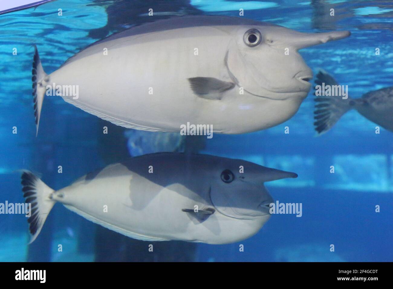 Unicorn Fish In Aquarium High Resolution Stock Photography and Images ...