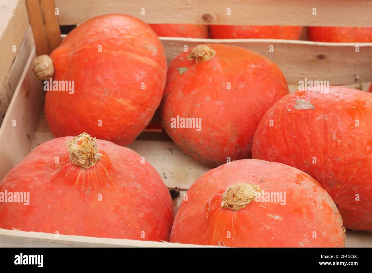 orange squashes in the box Stock Photo - Alamy