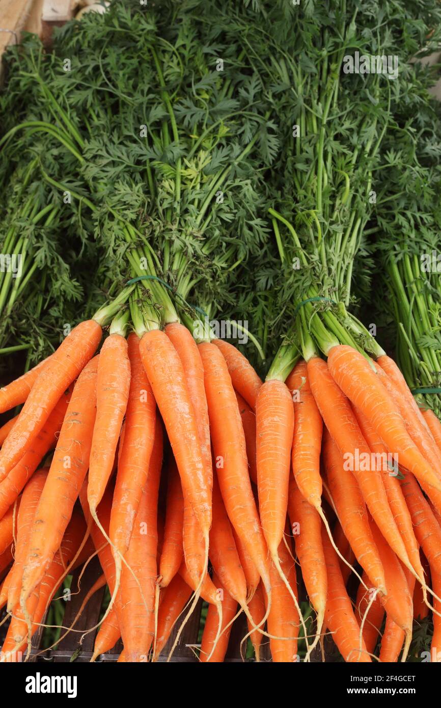 Bio carrots hi-res stock photography and images - Alamy