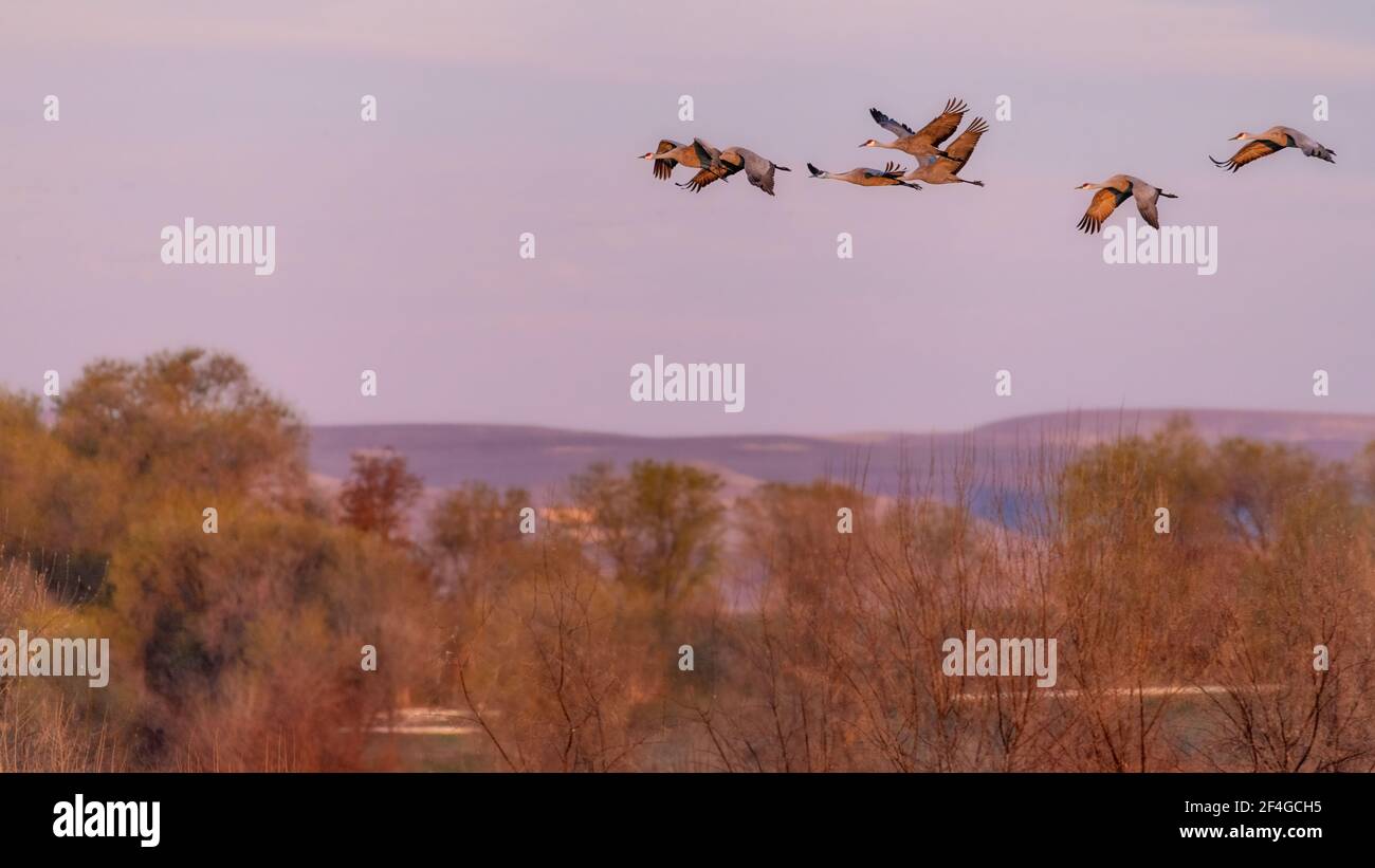 Flock of migrating birds pass overhead Stock Photo - Alamy