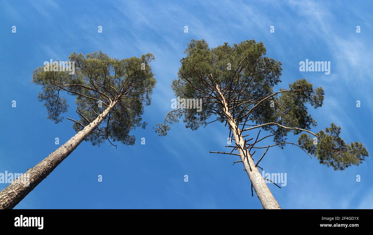 Two pine trees hi-res stock photography and images - Alamy