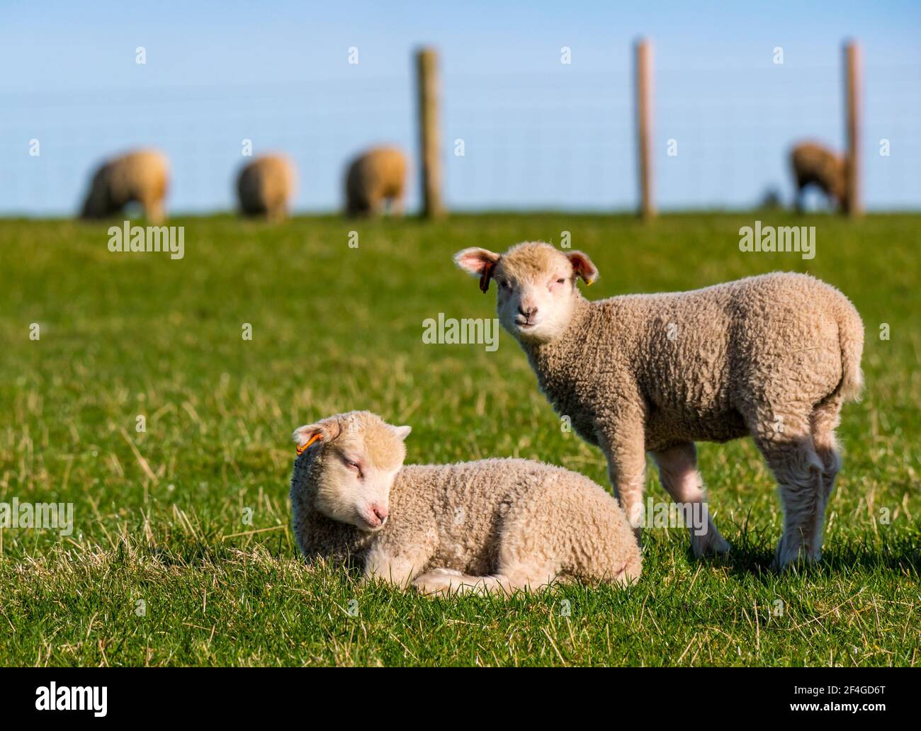 East Lothian, Scotland, United Kingdom, 21st March 2021., UK Weather ...