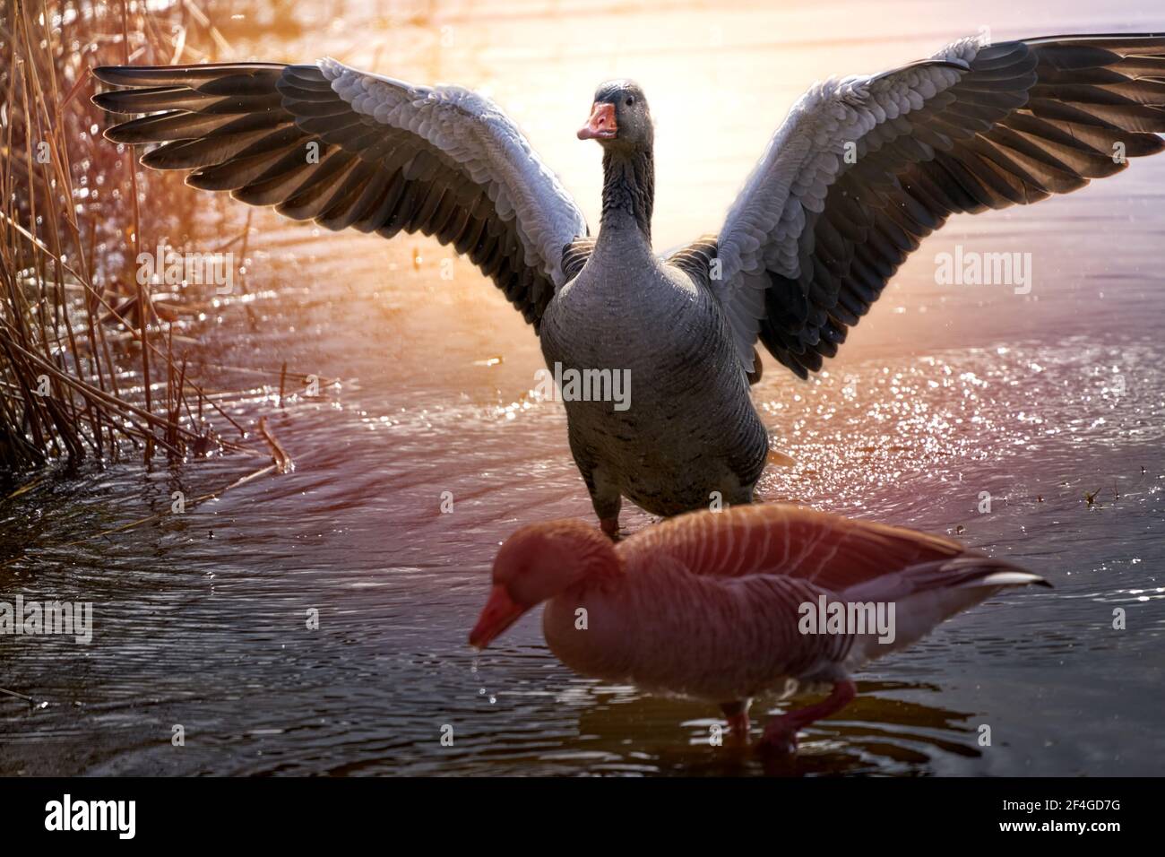 Swan with spread its wings hi-res stock photography and images - Alamy