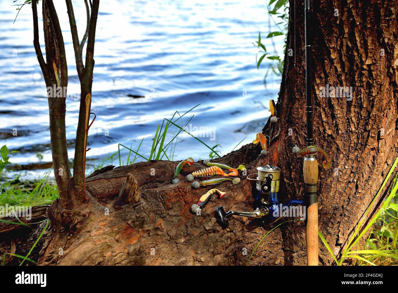 fishing silicone lures spinning rod, old tree with textured bark on the ...