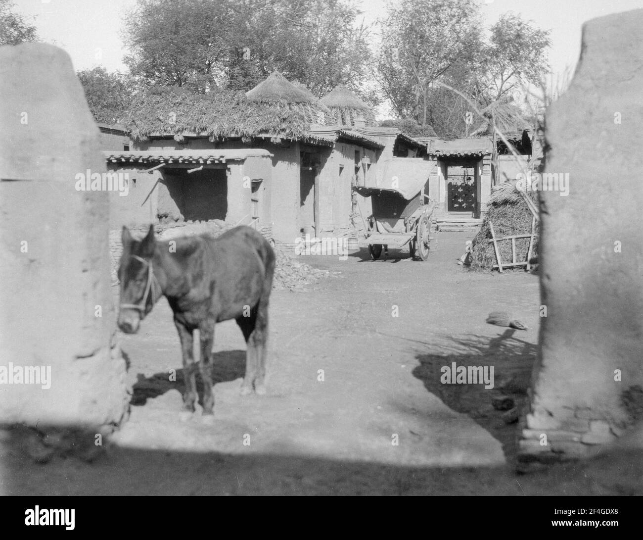 Farm, Yard, Donkey, China, Ding Xian (China), Dingzhou Shi (China ...