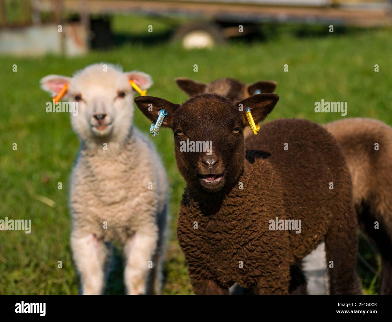Field lamb hi-res stock photography and images - Alamy