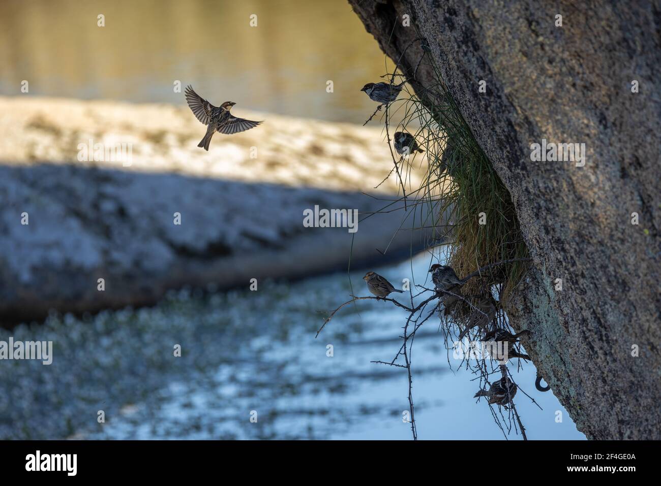 Sparrows bird love hi-res stock photography and images - Alamy