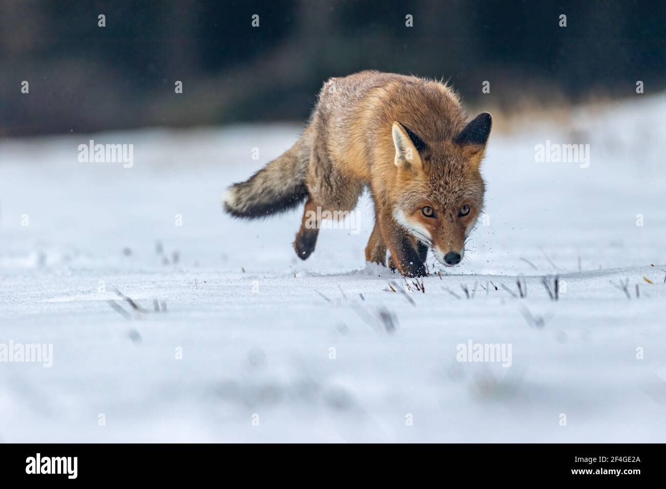 Tracking fox hi-res stock photography and images - Alamy