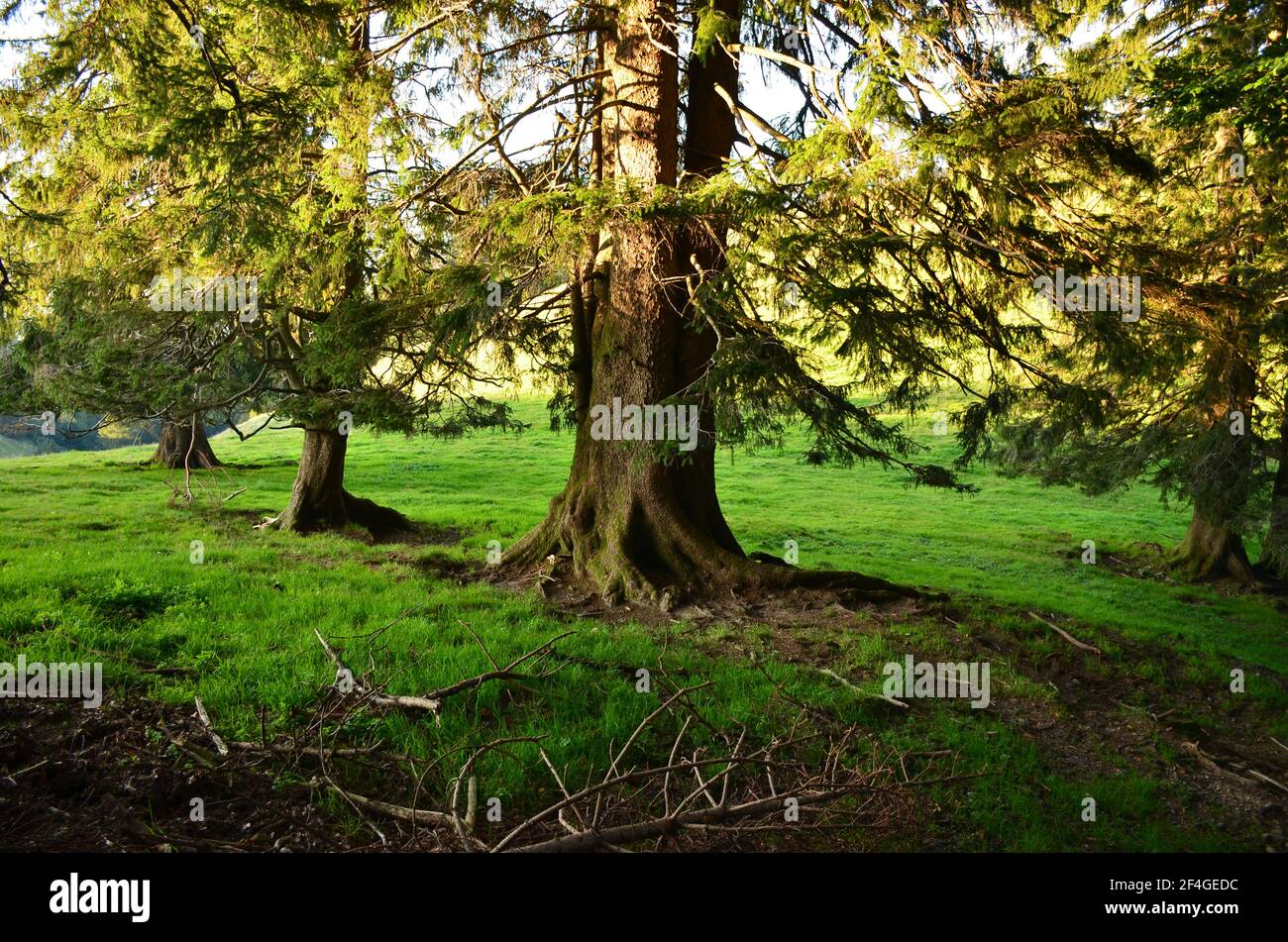 Strong roots hi-res stock photography and images - Alamy