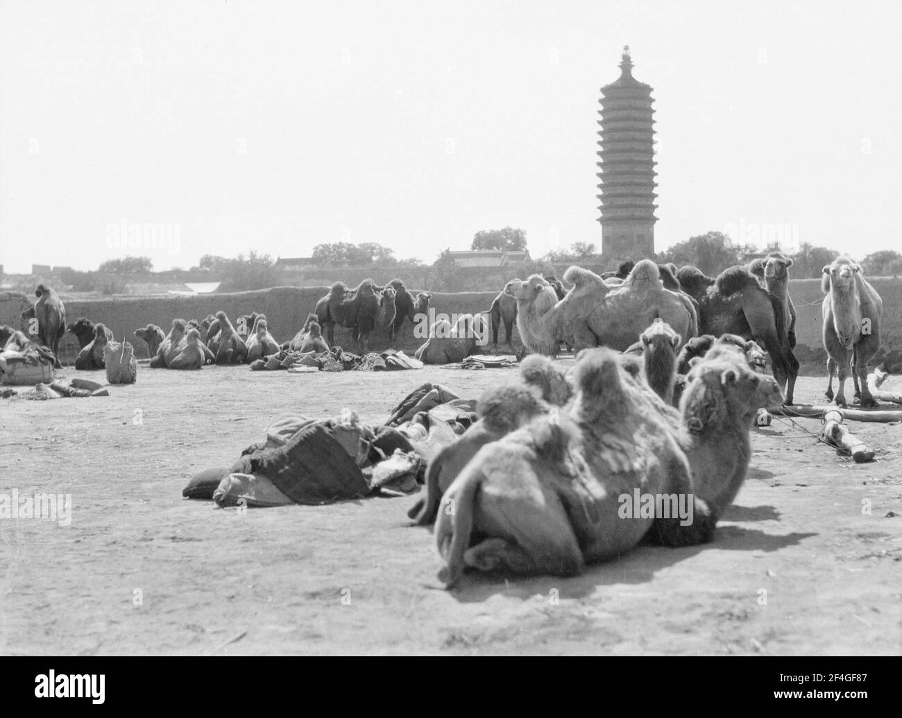 Camel black and white hi-res stock photography and images - Alamy