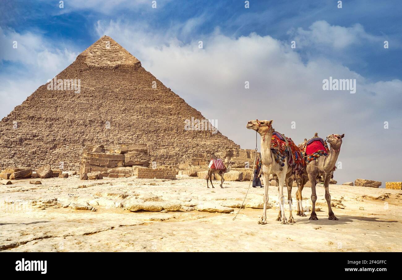 Great Egyptian Pyramid of Khafre with camels. Tourist attraction ...