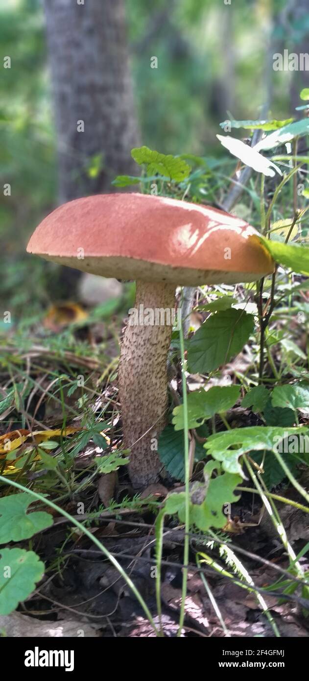 mushroom red-capped scaber stalk, orange-cap boletus, in the forest ...