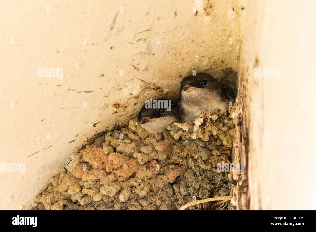 Two Mature House Martin Chicks (Delichon urbicum) Looking Out From ...