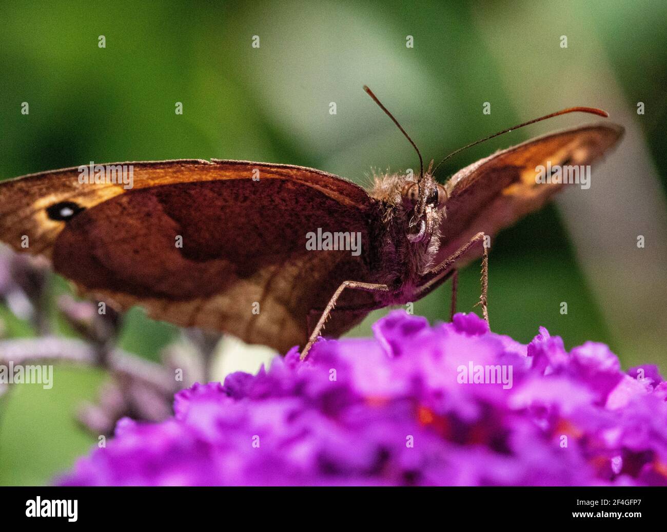Parts of a butterfly hi-res stock photography and images - Alamy