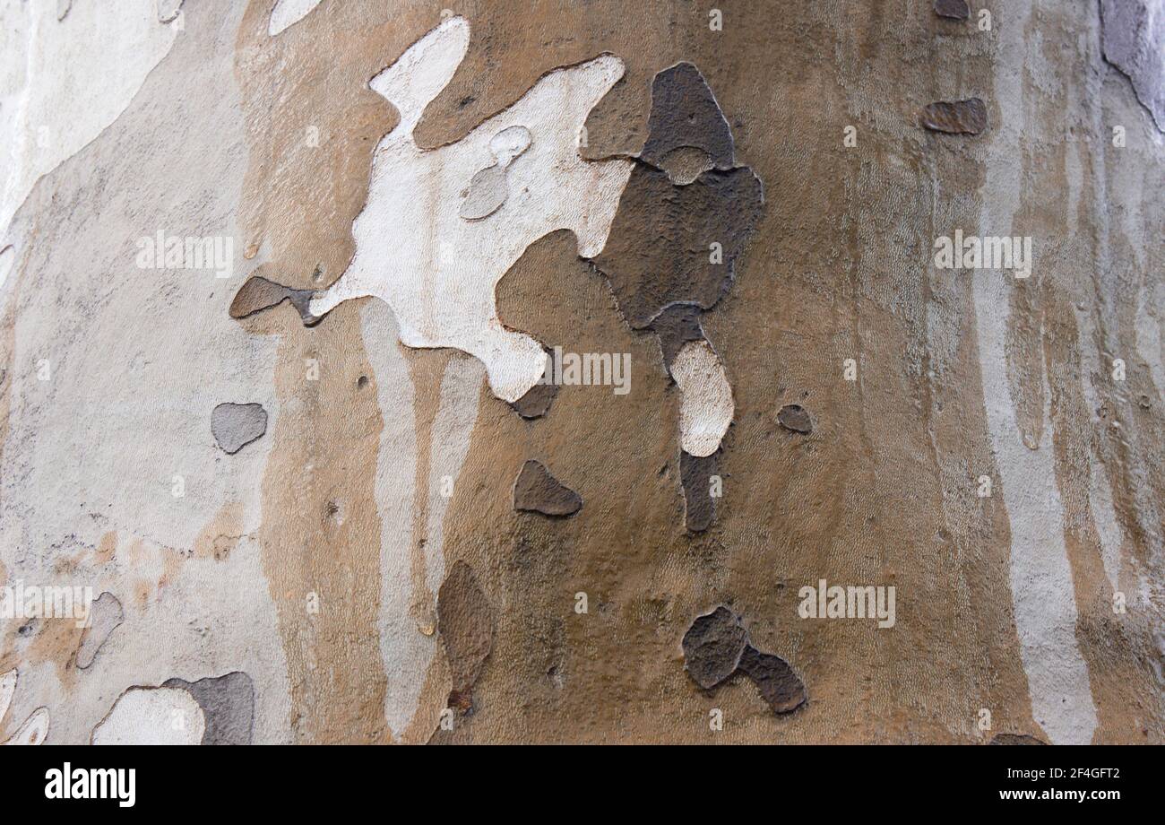 Mottled tree bark hi-res stock photography and images - Alamy