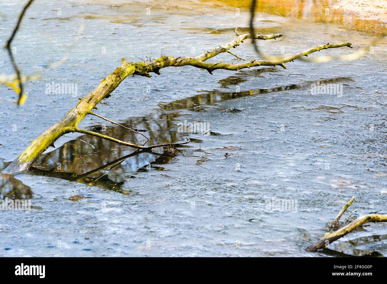 Dead tree on the surface of the water. A tree branch emerges from the ...